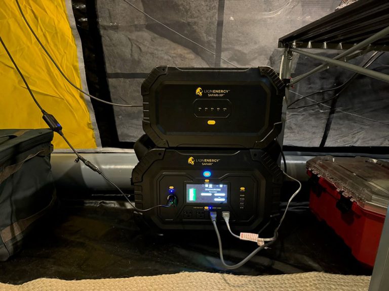 Lion Energy Safari Review